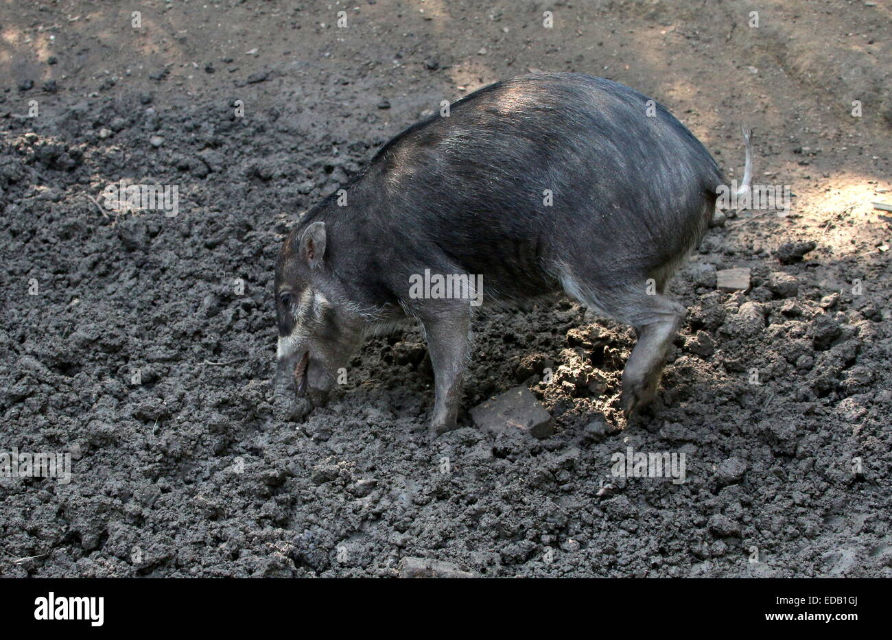 Southeast Asian Visayan warty pig (Sus cebifrons). Critically ...