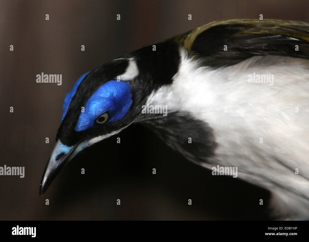 Australian Blue-faced Honeyeater or Bananabird (Entomyzon cyanotis ...