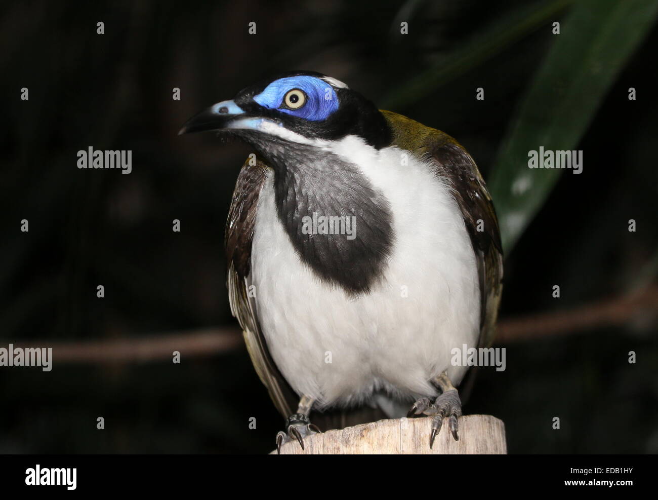 Australian Blue-faced Honeyeater or Bananabird (Entomyzon cyanotis ...