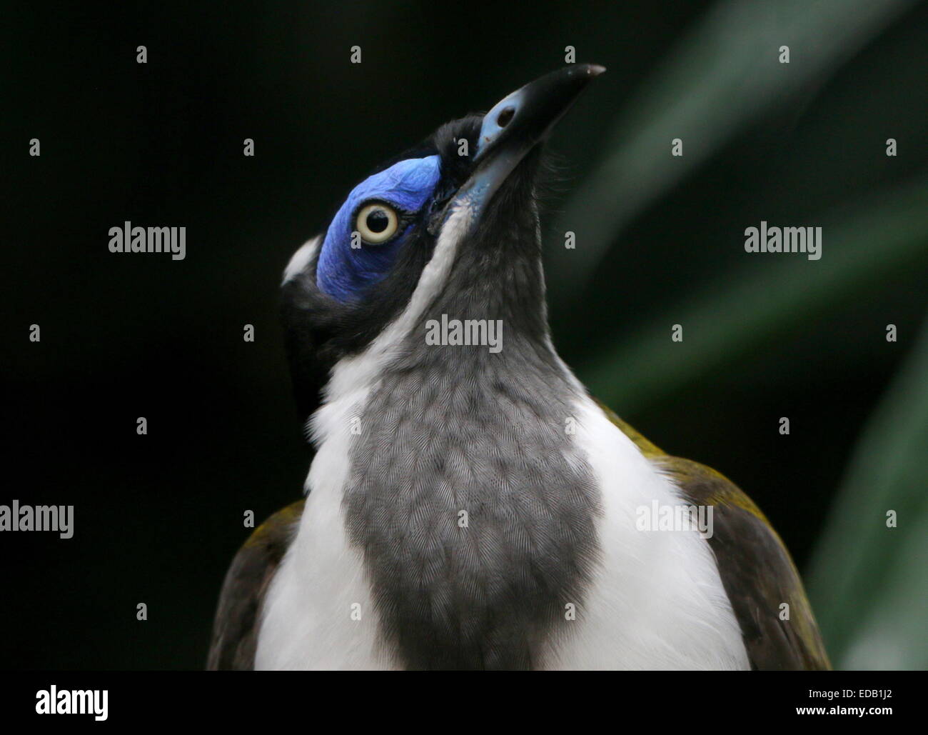 Australian Blue-faced Honeyeater or Bananabird (Entomyzon cyanotis ...