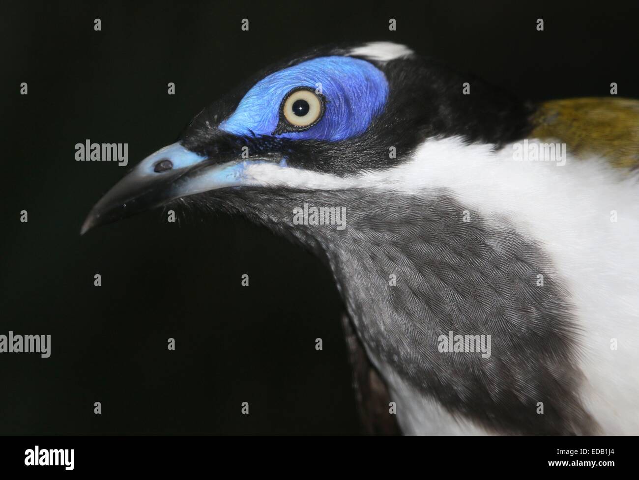 Australian Blue-faced Honeyeater or Bananabird (Entomyzon cyanotis ...