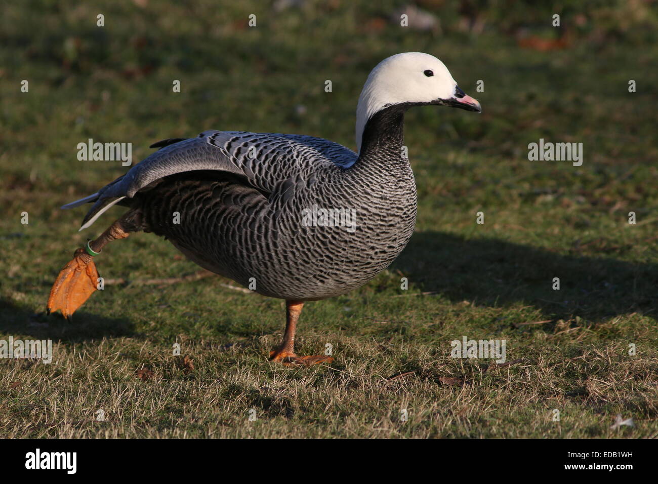 Emperor Goose (Chen canagica), native to Alaska and Pacific Eastern ...