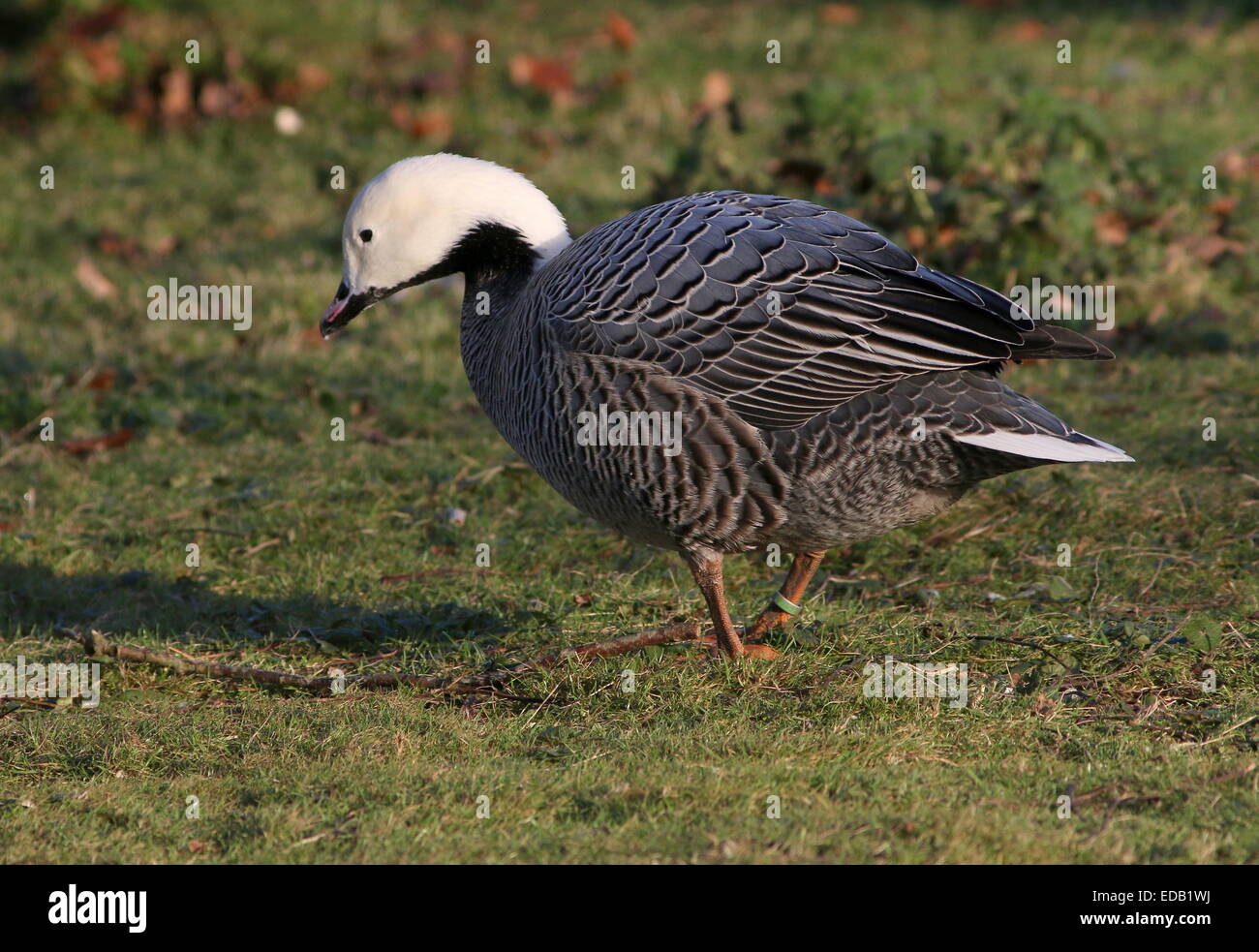 Emperor Goose High Resolution Stock Photography and Images - Alamy