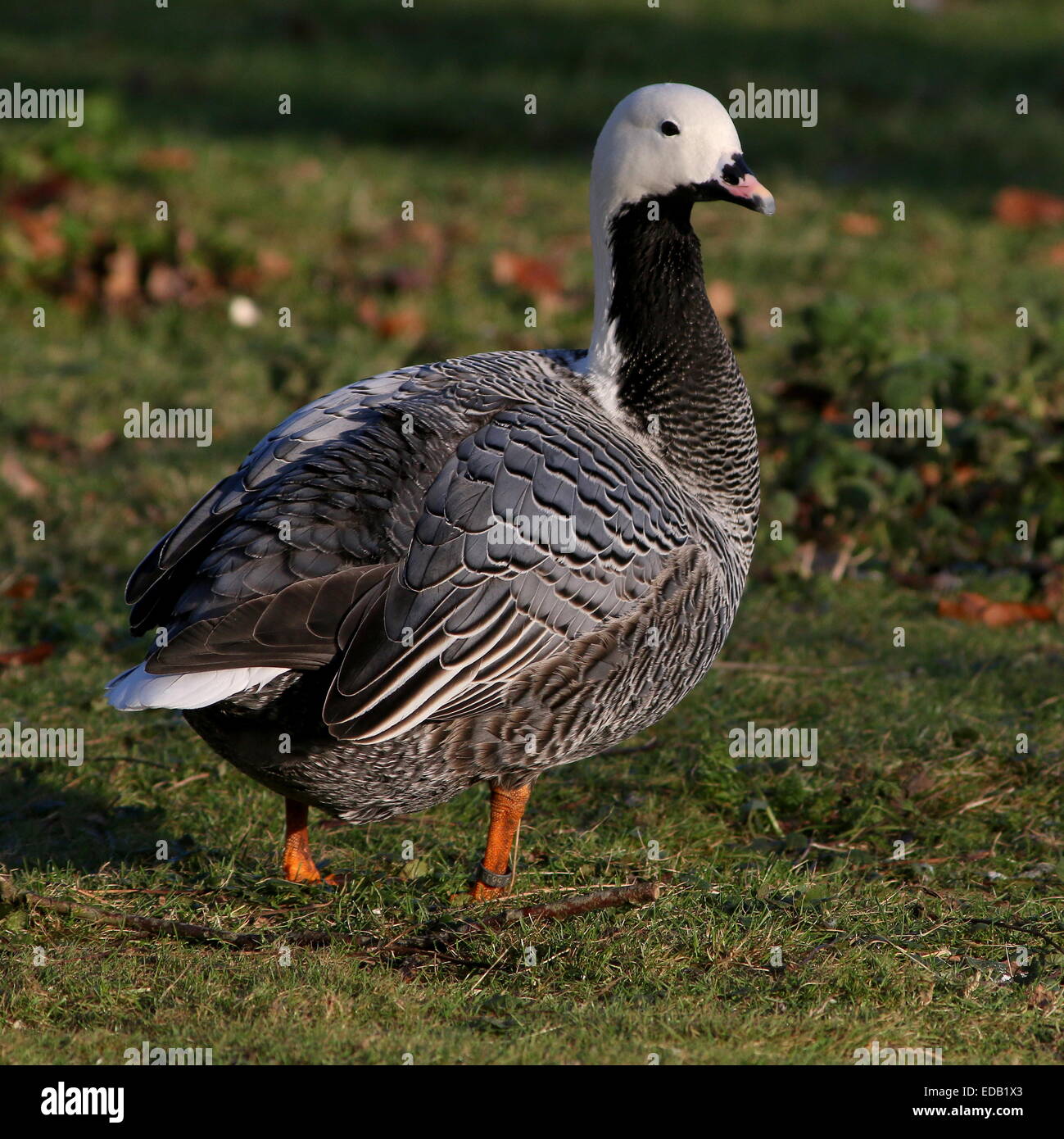 Emperor Goose (Chen canagica), native to Alaska and Pacific Eastern ...