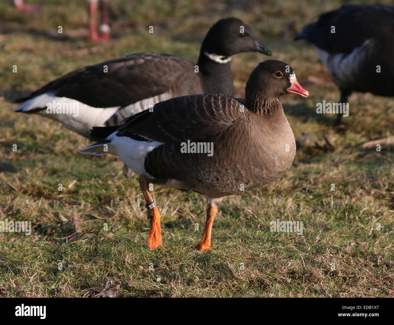 Lesser white-fronted goose (Anser erythropus) together with a Dark ...