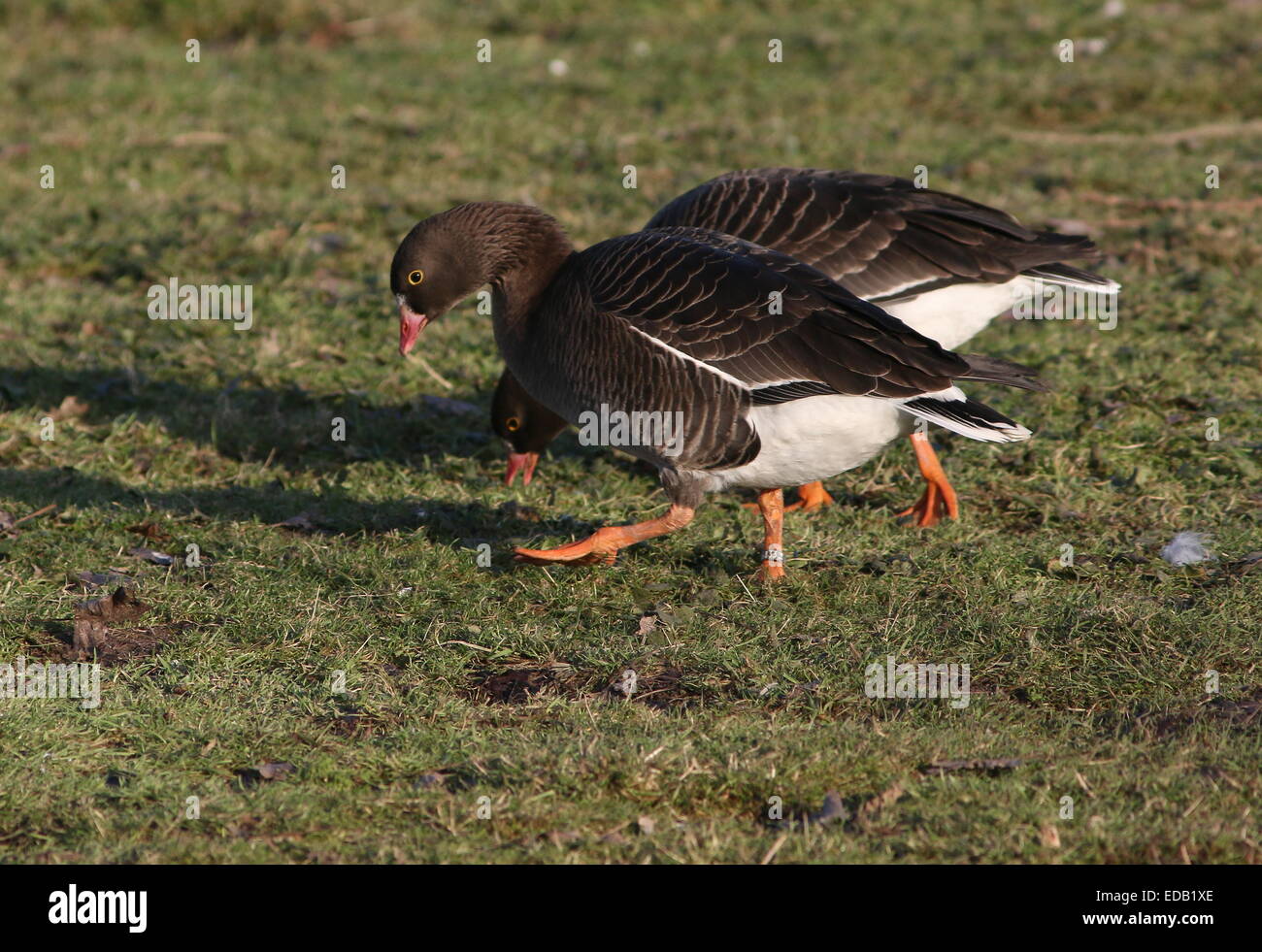 Pair of foraging Lesser white-fronted geese (Anser erythropus), native ...