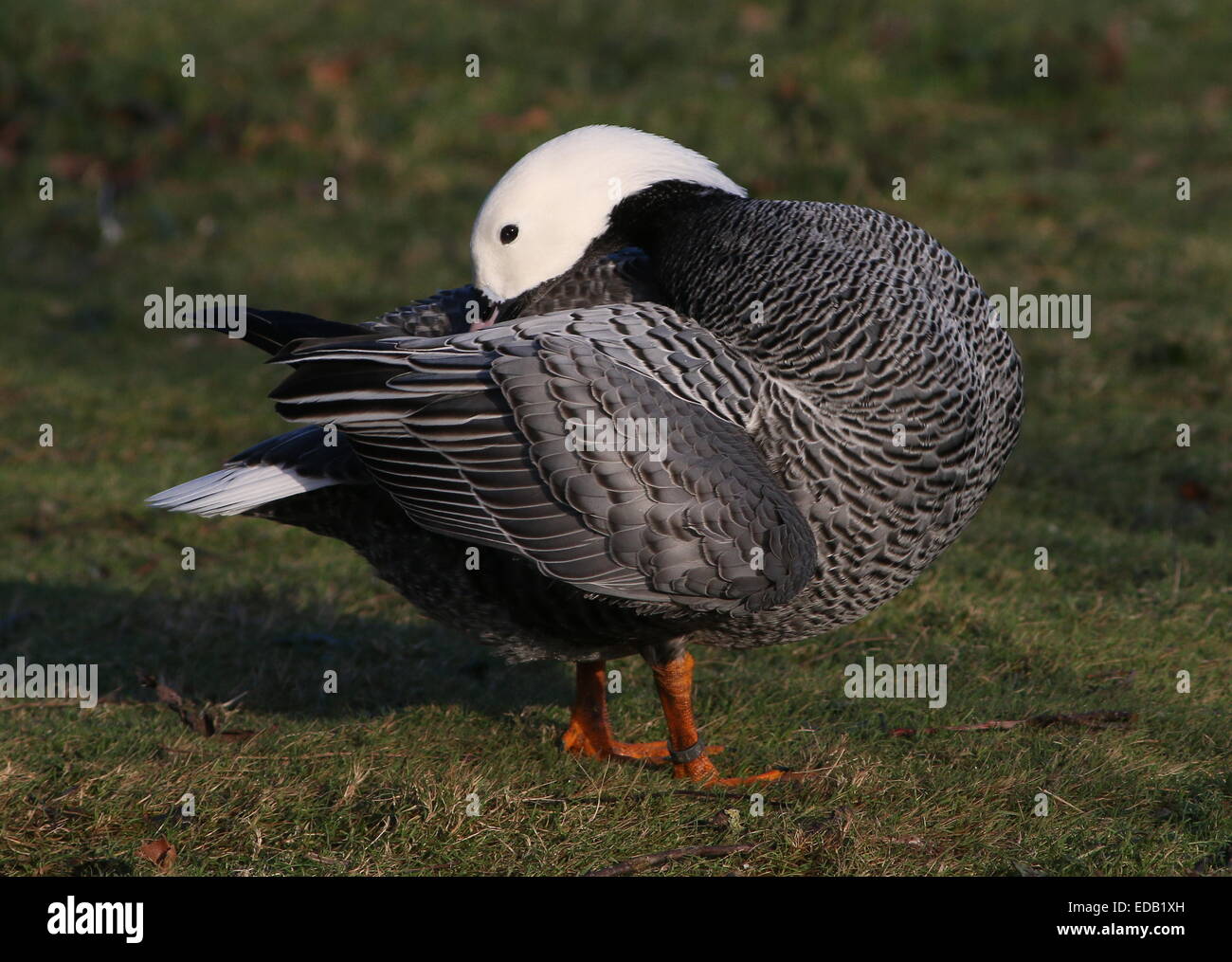 Preening Emperor Goose (Chen canagica), native to Alaska and Pacific ...