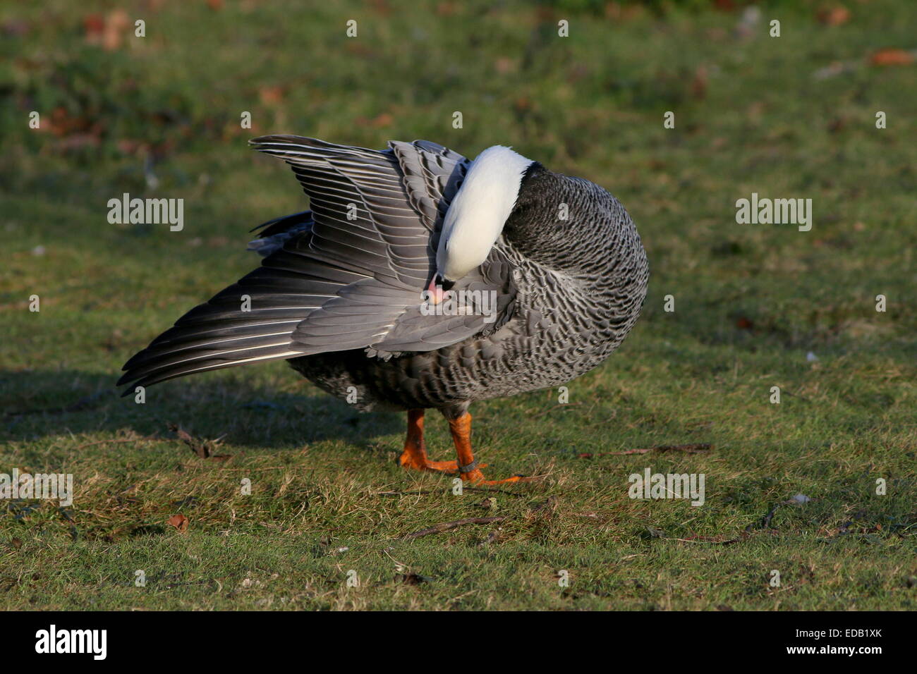 Preening Emperor Goose (Chen canagica), native to Alaska and Pacific ...