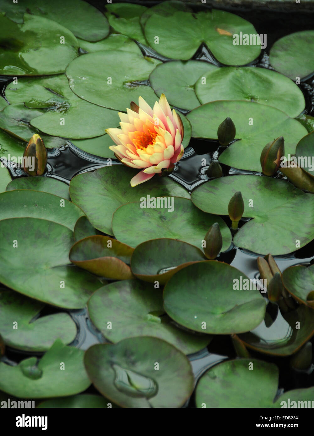 Lilly pad in the swamp waters Stock Photo - Alamy