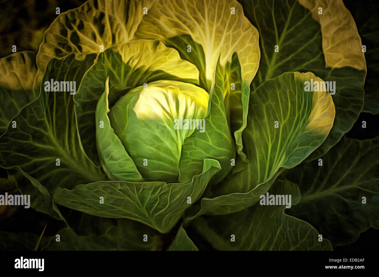 art; graphics; vegetables;cabbage, painting Stock Photo - Alamy