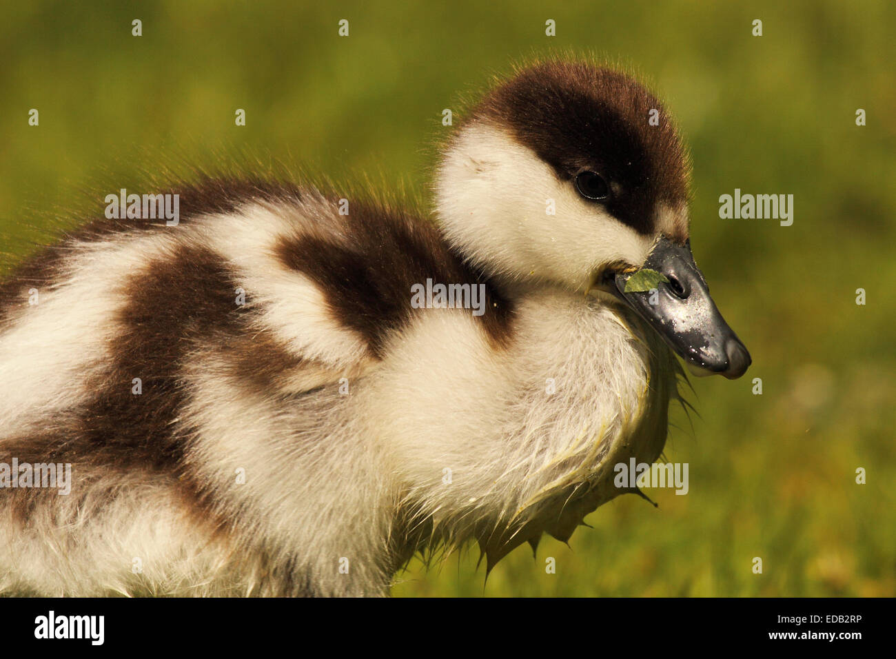 Baby shelduck hi-res stock photography and images - Alamy
