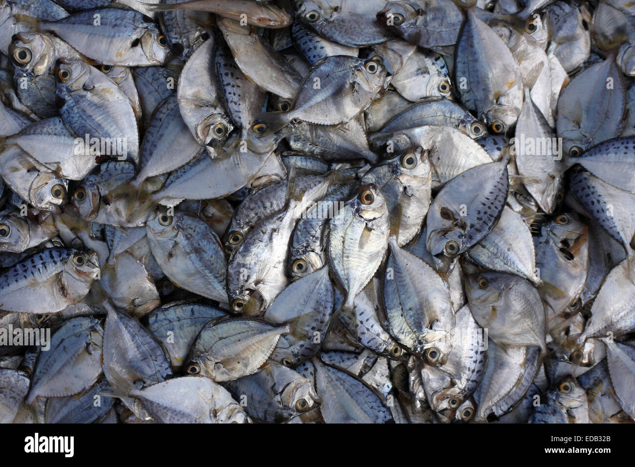 Freshly caught fish at Malpe, Karnataka, India Stock Photo - Alamy