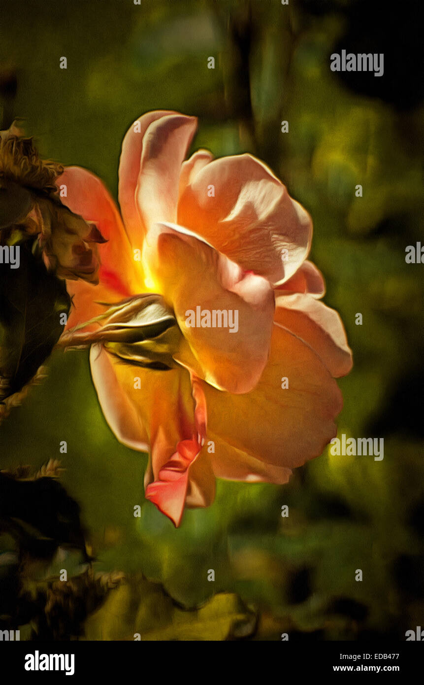 Latin beauty roses hi-res stock photography and images - Alamy