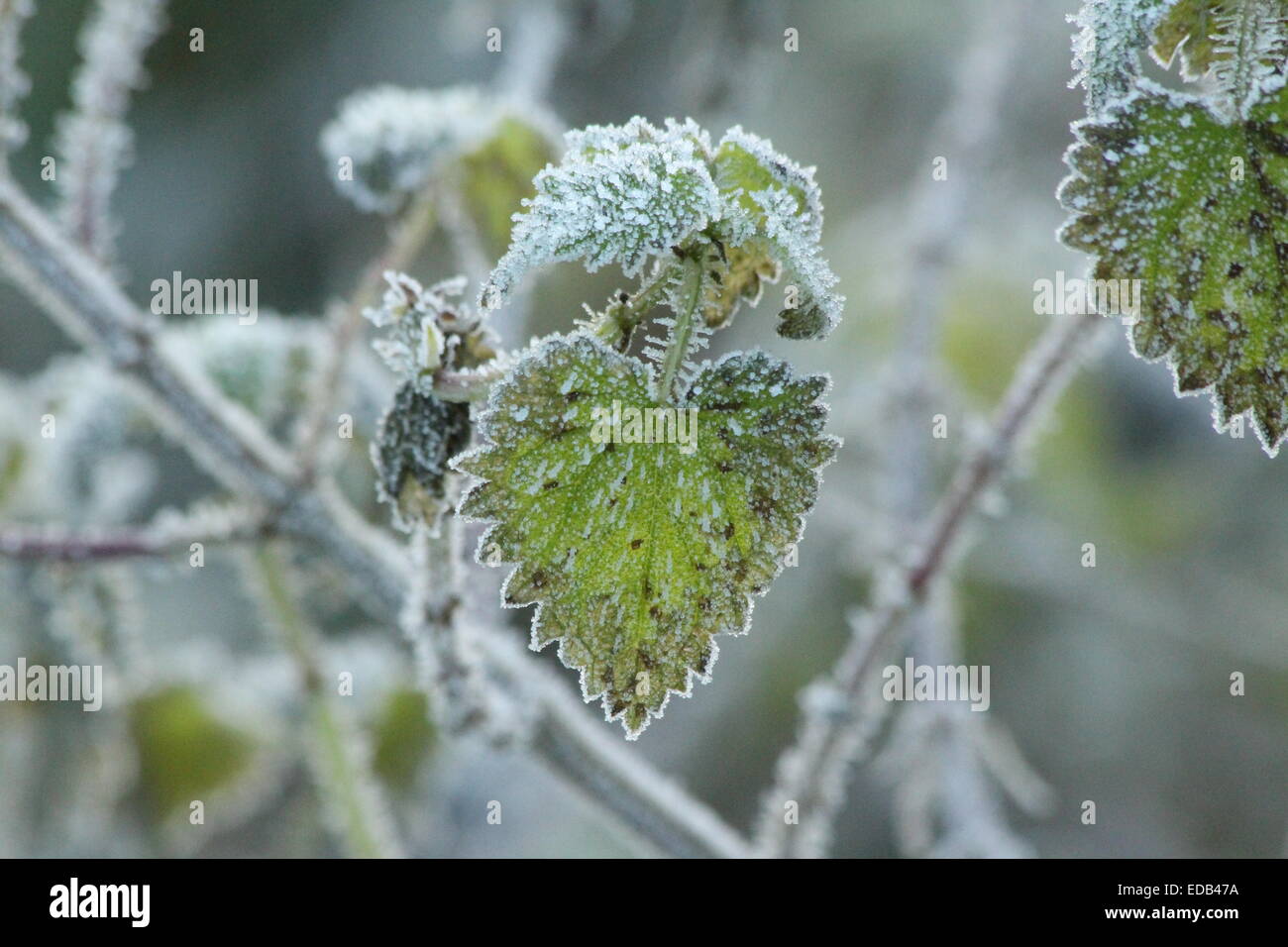 Nettle trees hi-res stock photography and images - Alamy