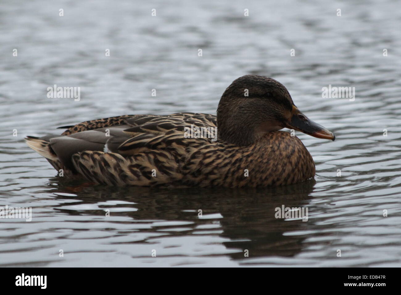 Breeds of duck hi-res stock photography and images - Alamy