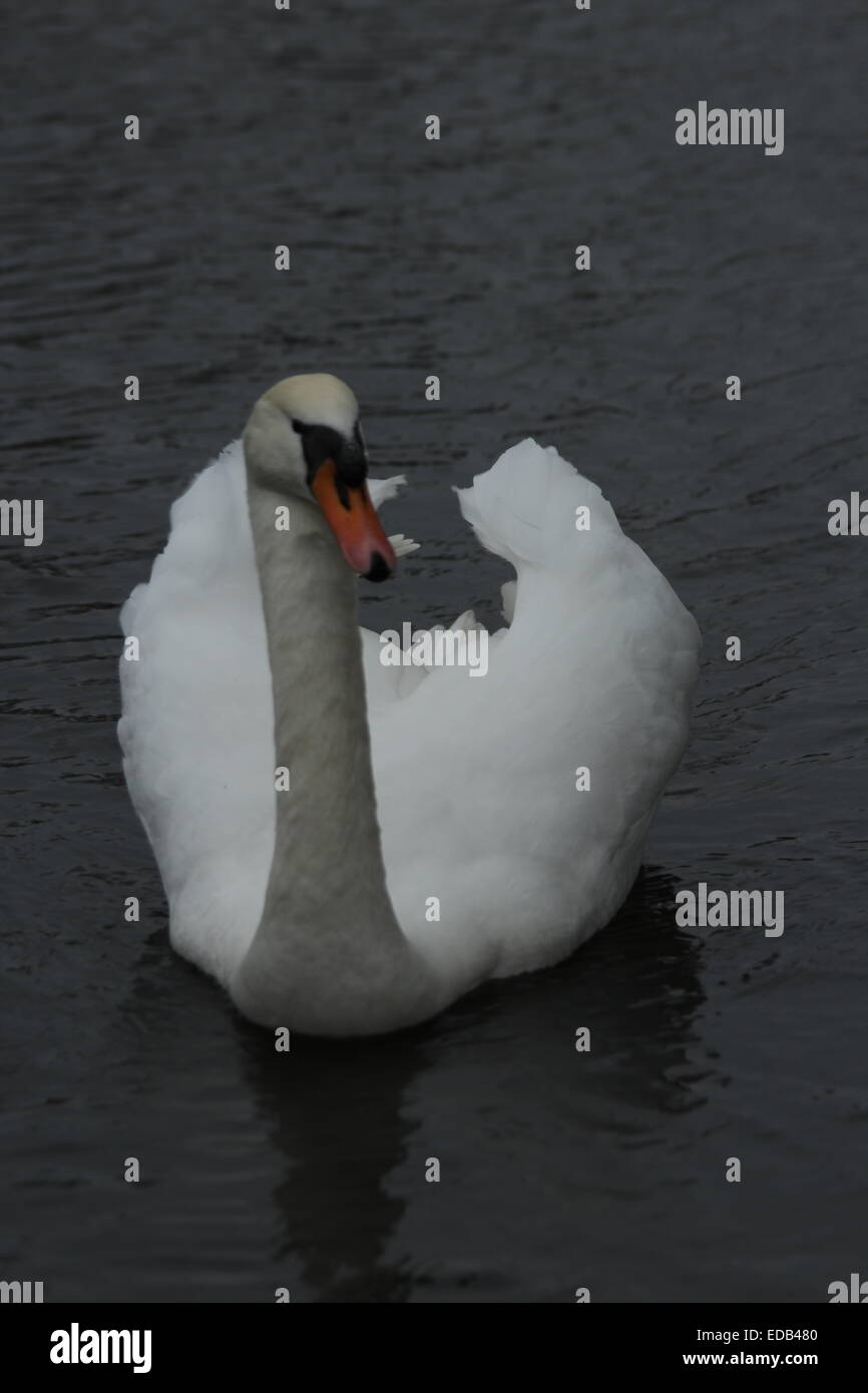 True swan hi-res stock photography and images - Alamy