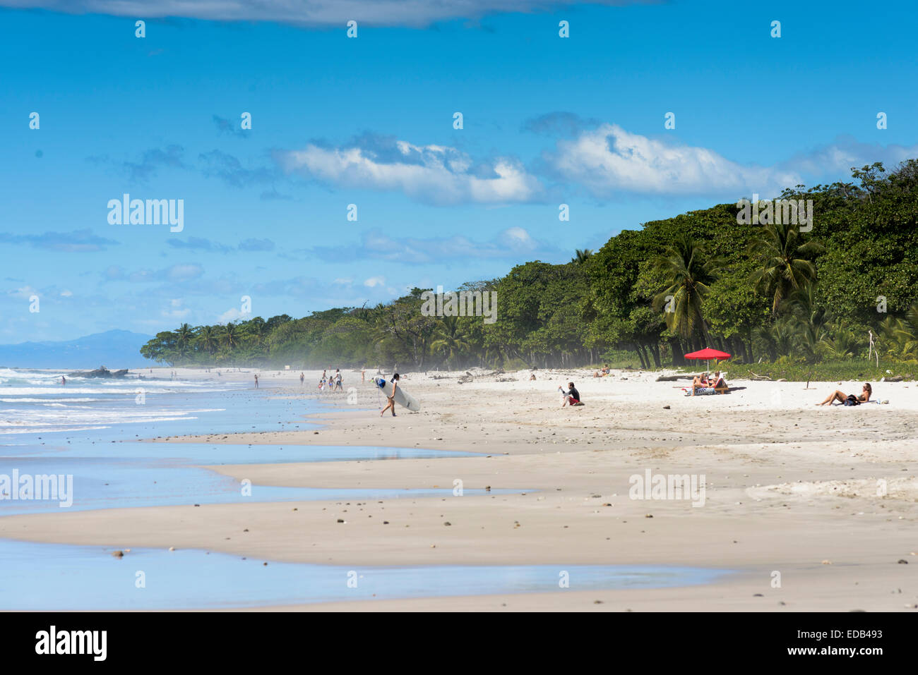 Costa rica montezuma beach palm hi-res stock photography and images - Alamy