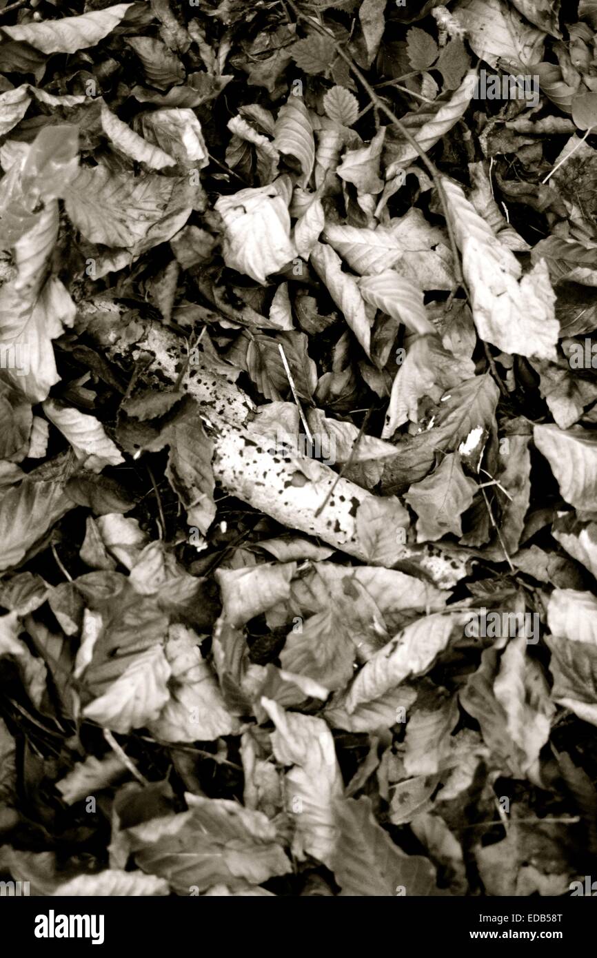 Stick and leaves hi-res stock photography and images - Alamy