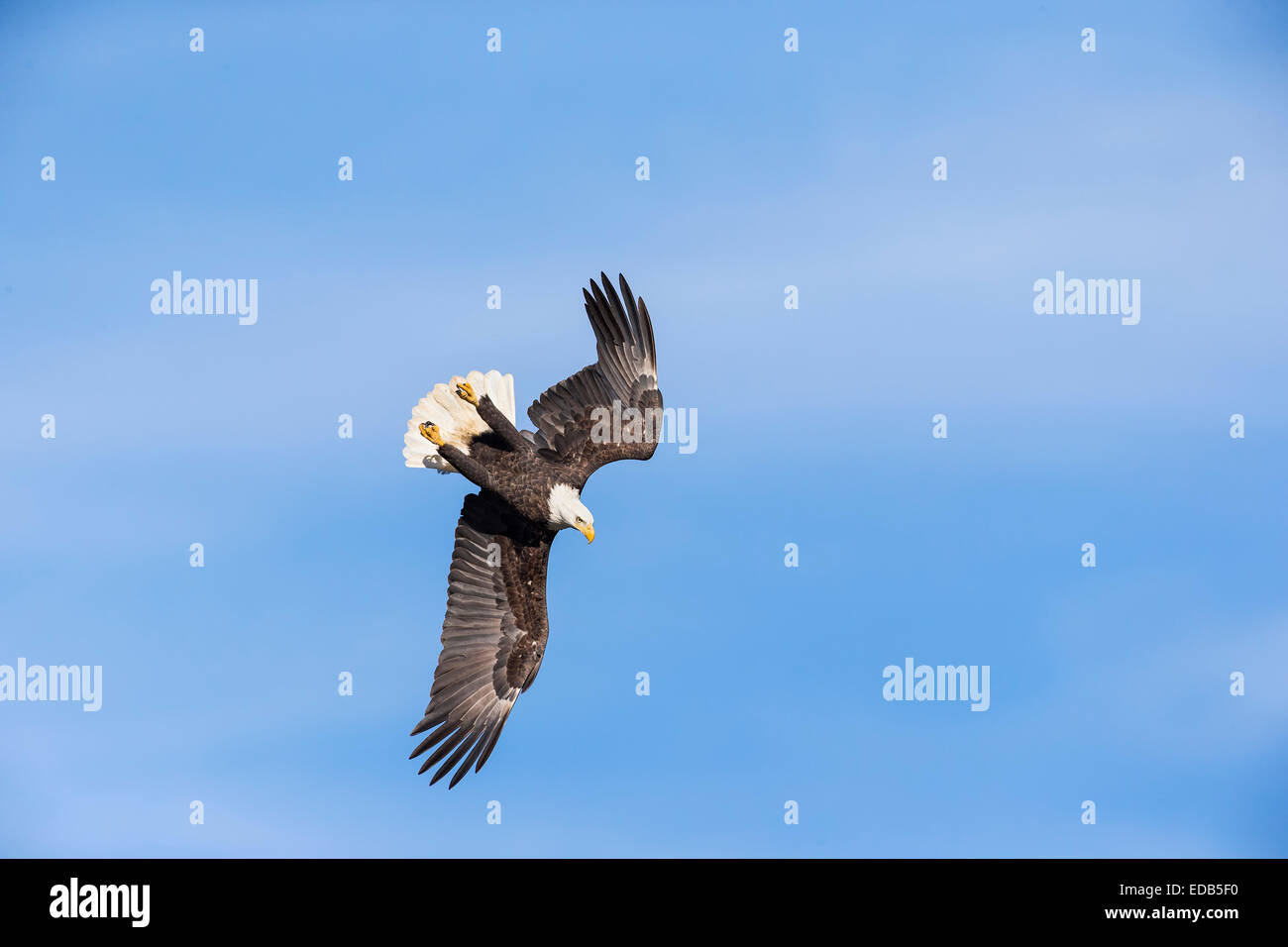 Eagle diving down hi-res stock photography and images - Alamy