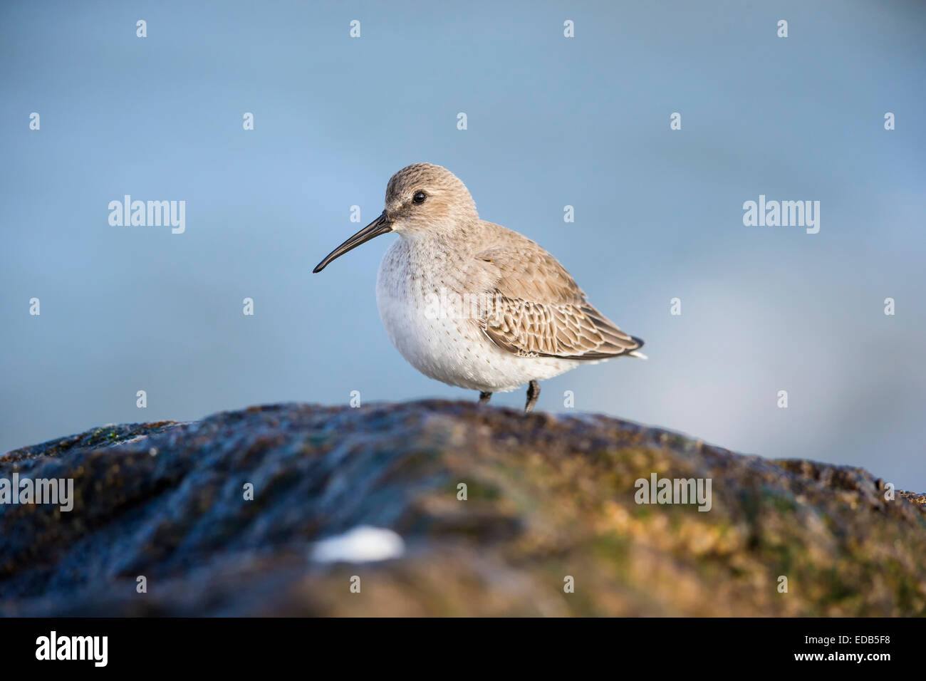 Dunlin winter plumage hi-res stock photography and images - Alamy