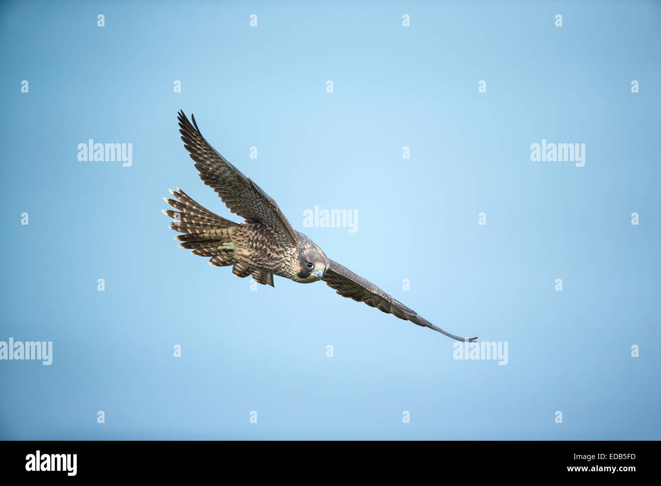 Fledgling Peregrine Falcon, Falco peregrinus, flying by in close range ...