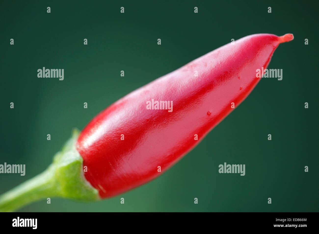 Capsicum annuum plants hi-res stock photography and images - Alamy