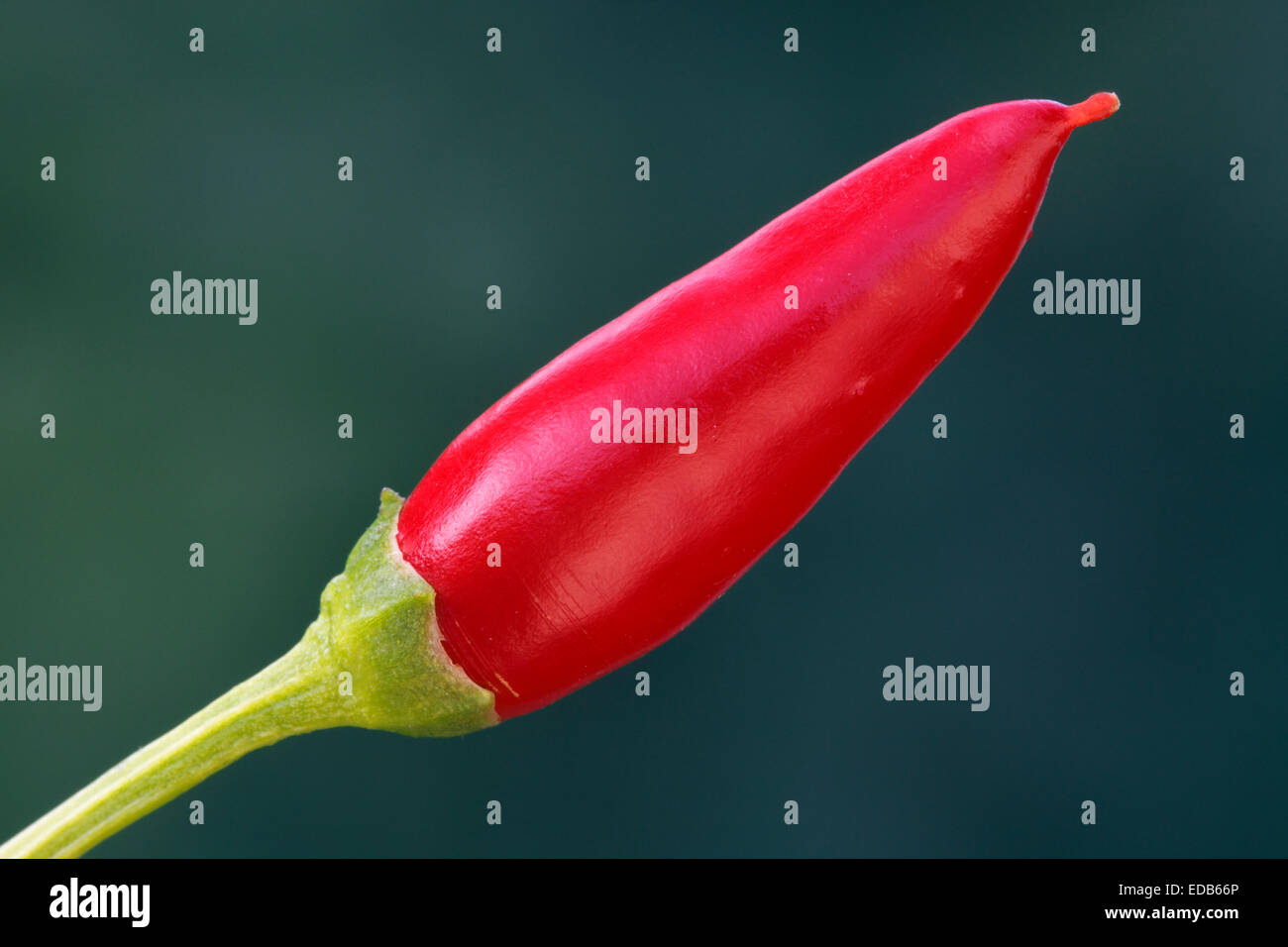 Red chili plants hi-res stock photography and images - Alamy