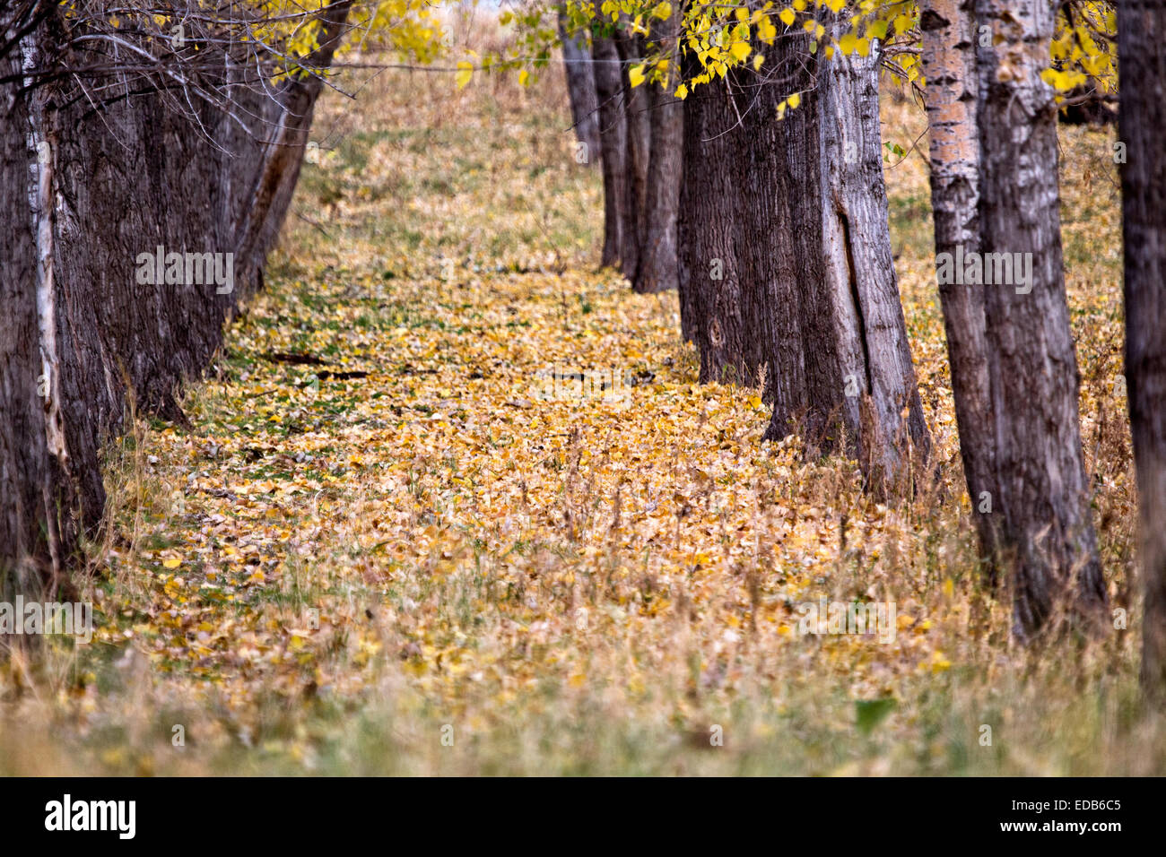 Autumn Trees fall colors Ontario Canada orange red Stock Photo - Alamy