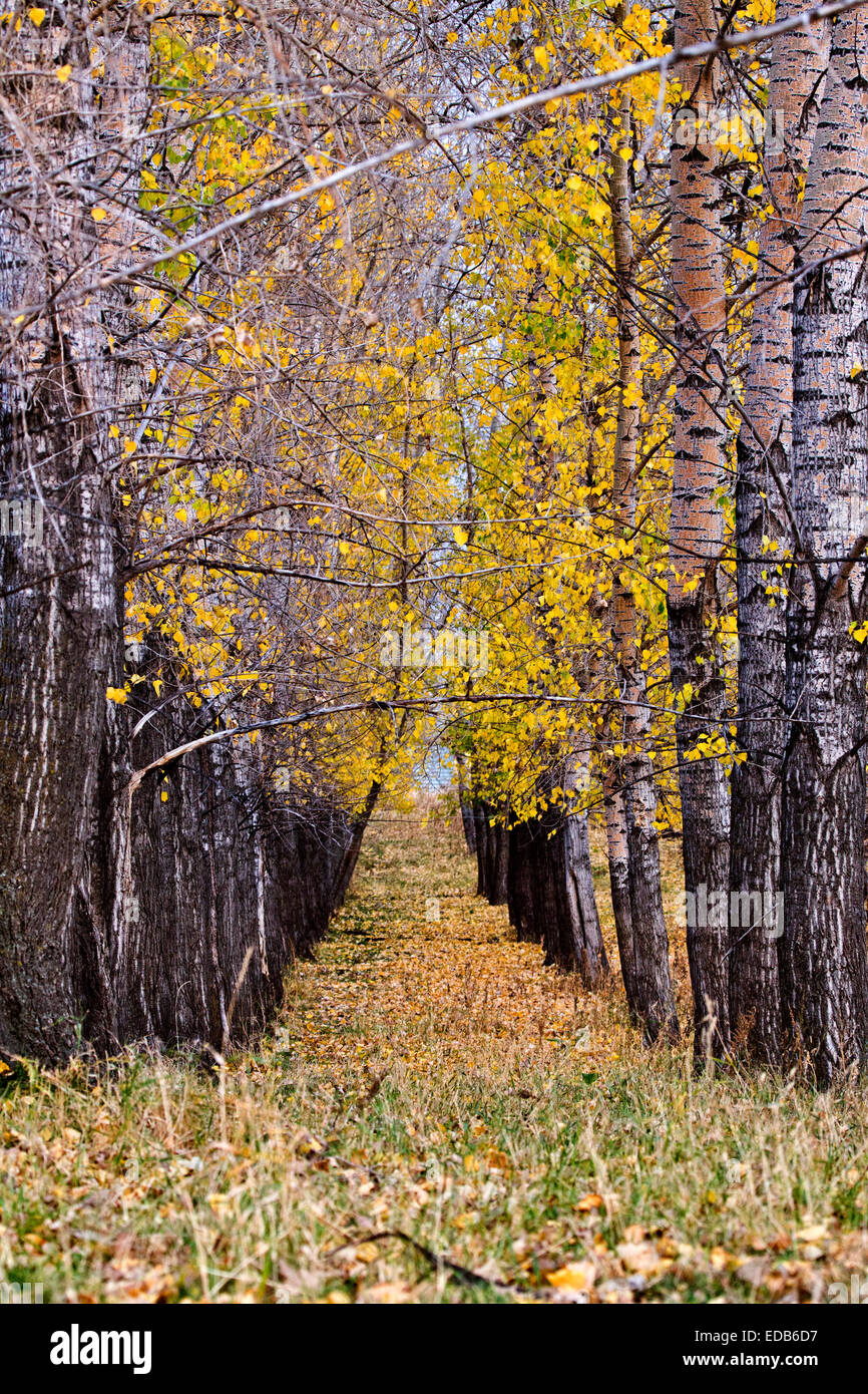 Autumn Trees fall colors Ontario Canada orange red Stock Photo - Alamy