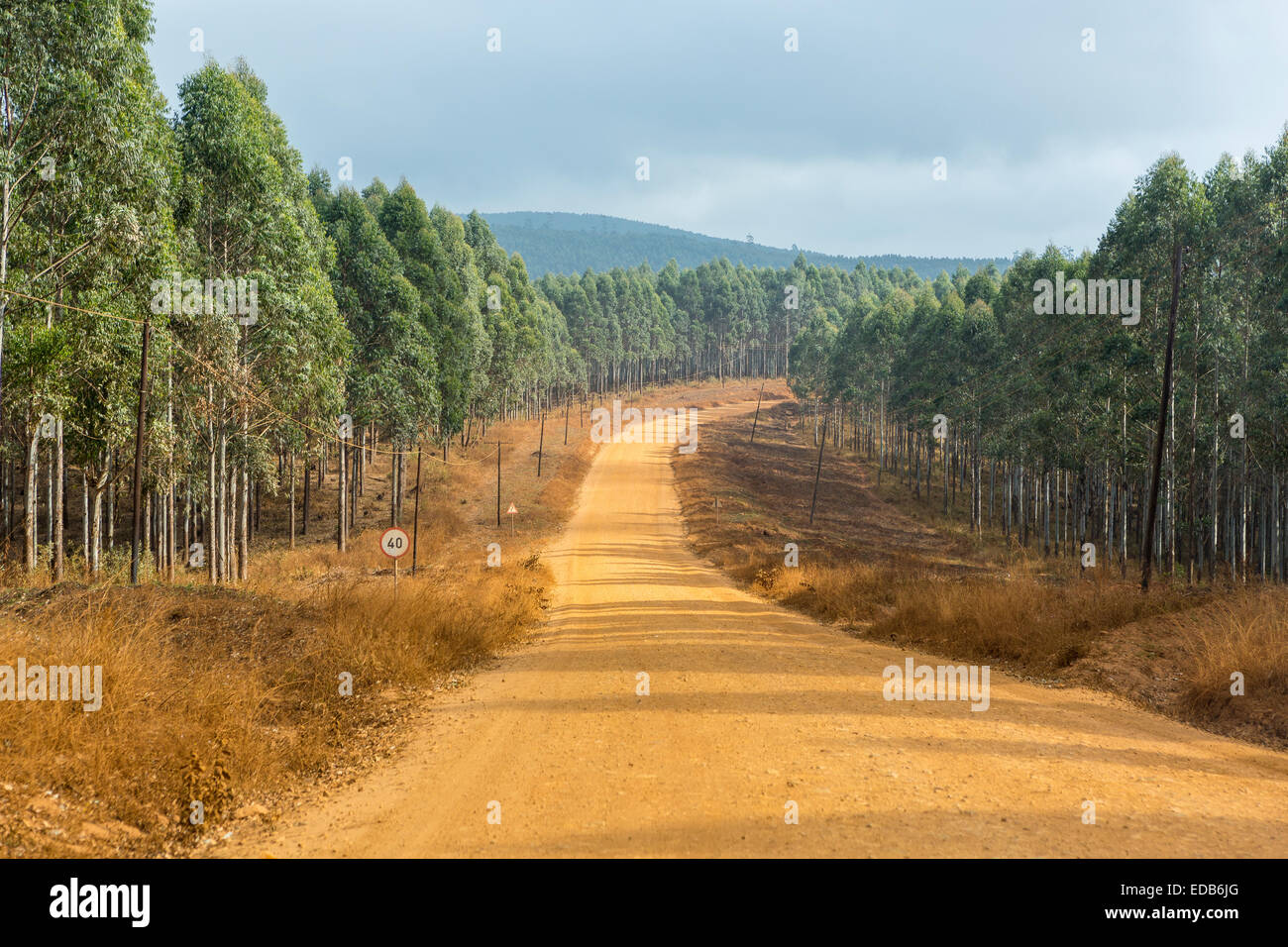 SWAZILAND, AFRICA - Dirt road through timber industry forest in Hhohho ...