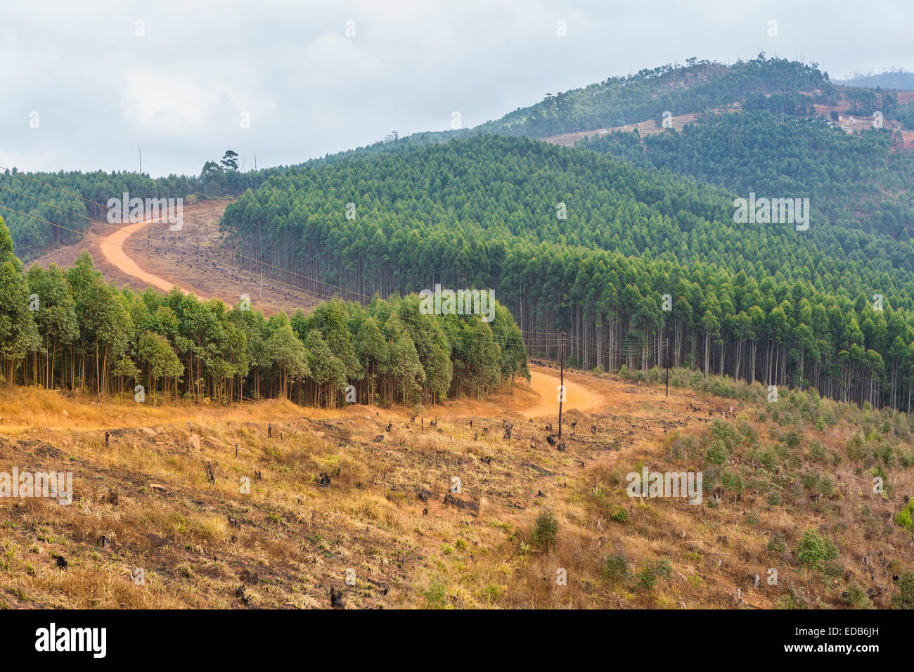 SWAZILAND, AFRICA - Timber industry in Hhohho District Stock Photo - Alamy