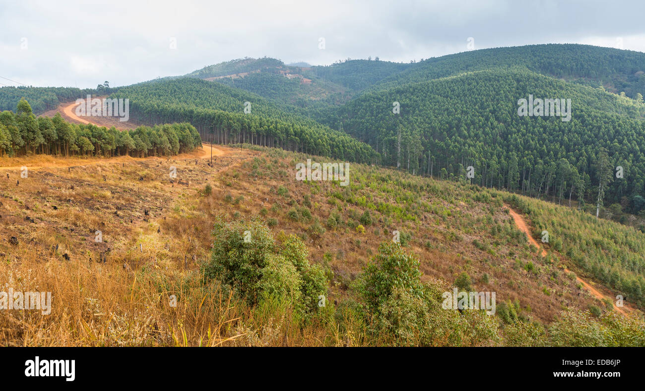 SWAZILAND, AFRICA - Timber industry in Hhohho District, tree plantation ...