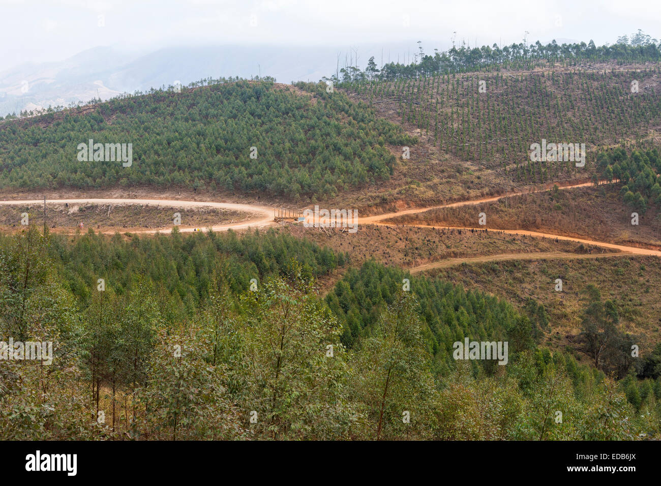 SWAZILAND, AFRICA - Roads through timber industry in Hhohho District ...