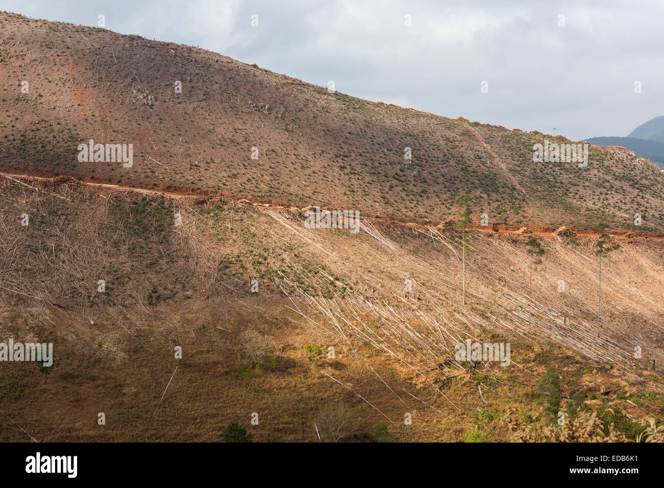 SWAZILAND, AFRICA - Road cut into hillside of tree plnatation, timber ...
