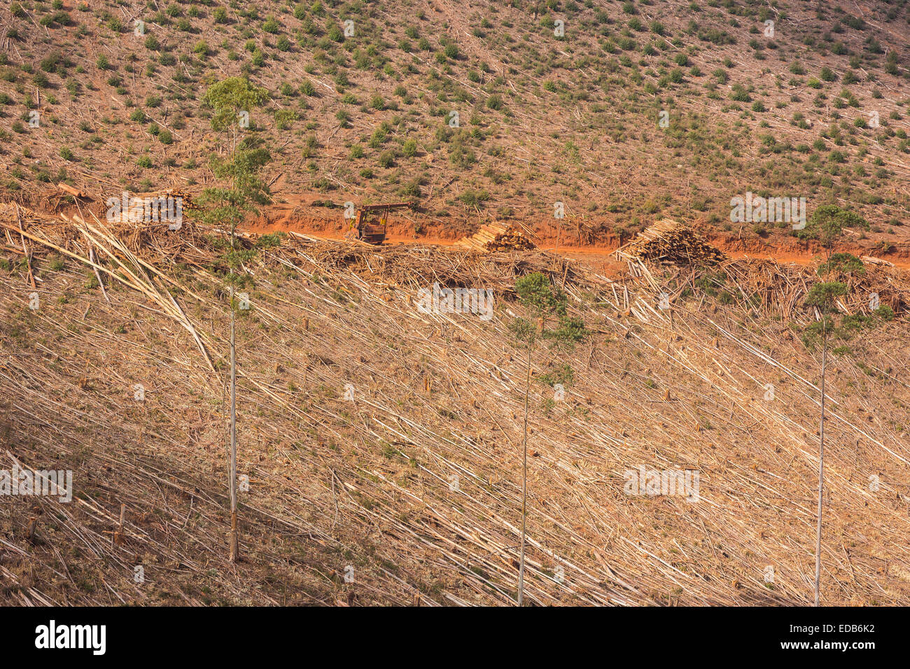 SWAZILAND, AFRICA - Road cut into hillside of tree plnatation, timber ...