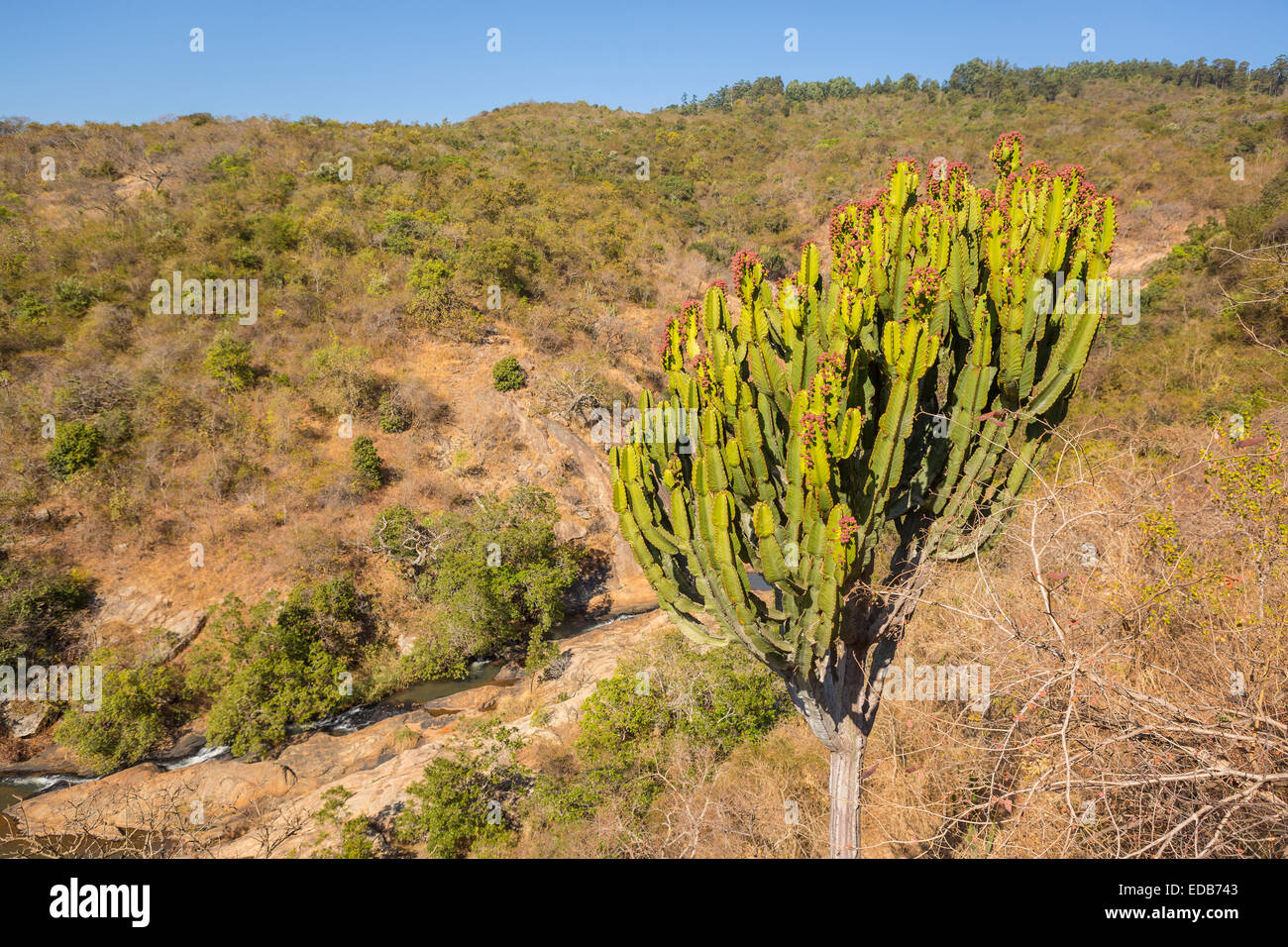 SWAZILAND, AFRICA - Cactus plant, Phophonyane Nature Reserve Stock ...