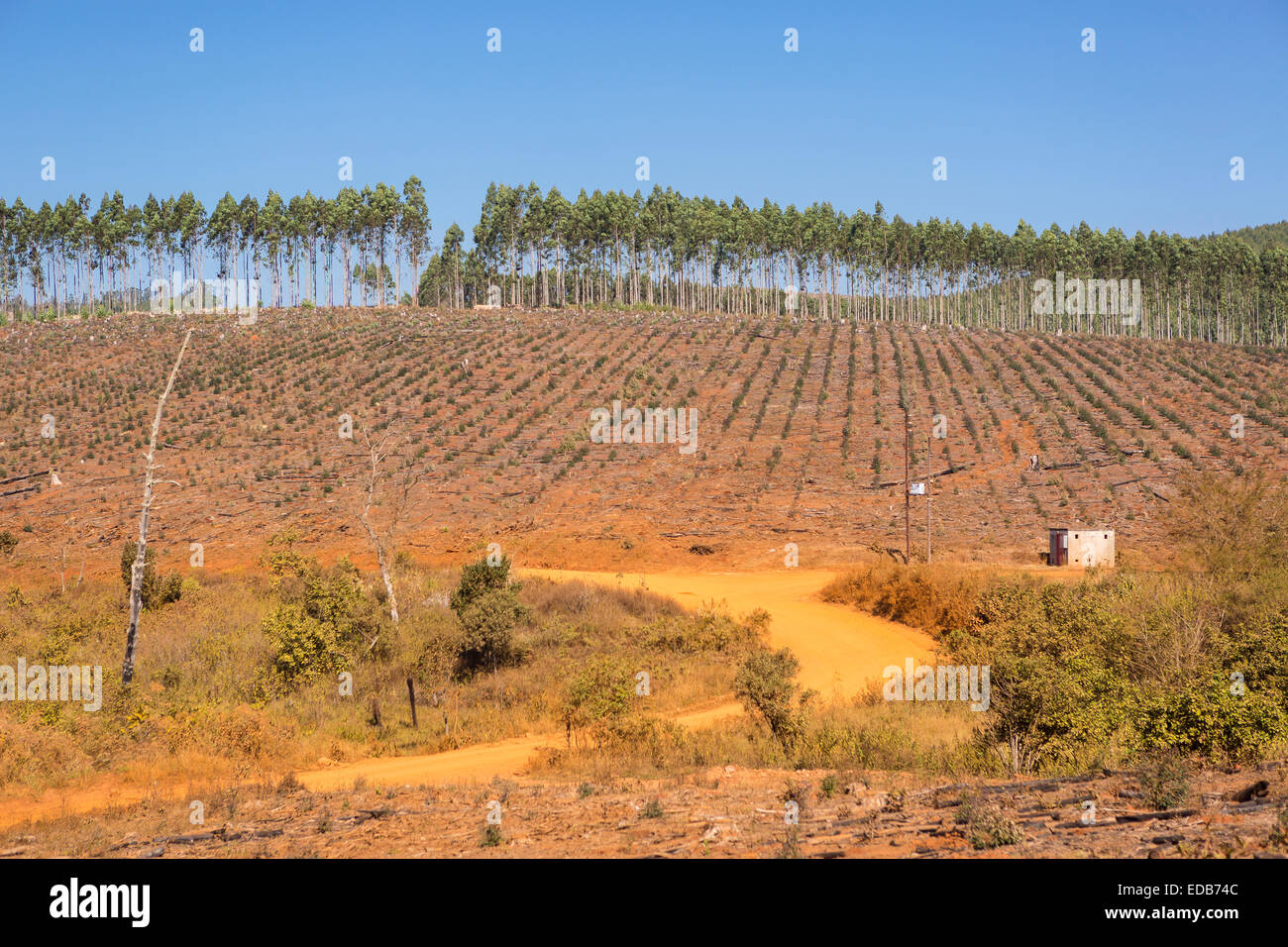 HHOHHO, SWAZILAND, AFRICA - Timber industry landscape, trees and ...