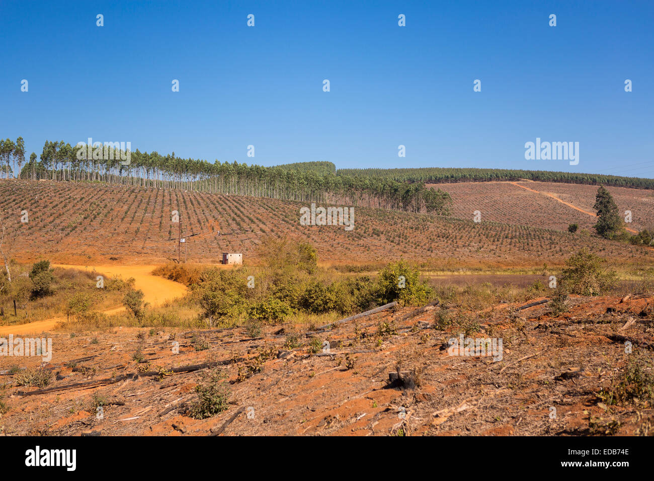 HHOHHO, SWAZILAND, AFRICA - Timber industry landscape, trees and ...