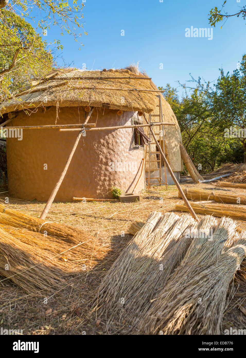 SWAZILAND, AFRICA - Construction of a traditional beehive hut made of ...