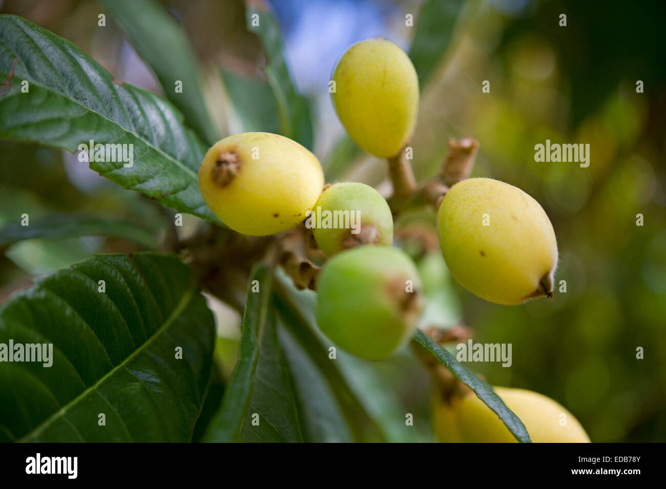 Loquat fruits, Bermuda Stock Photo - Alamy