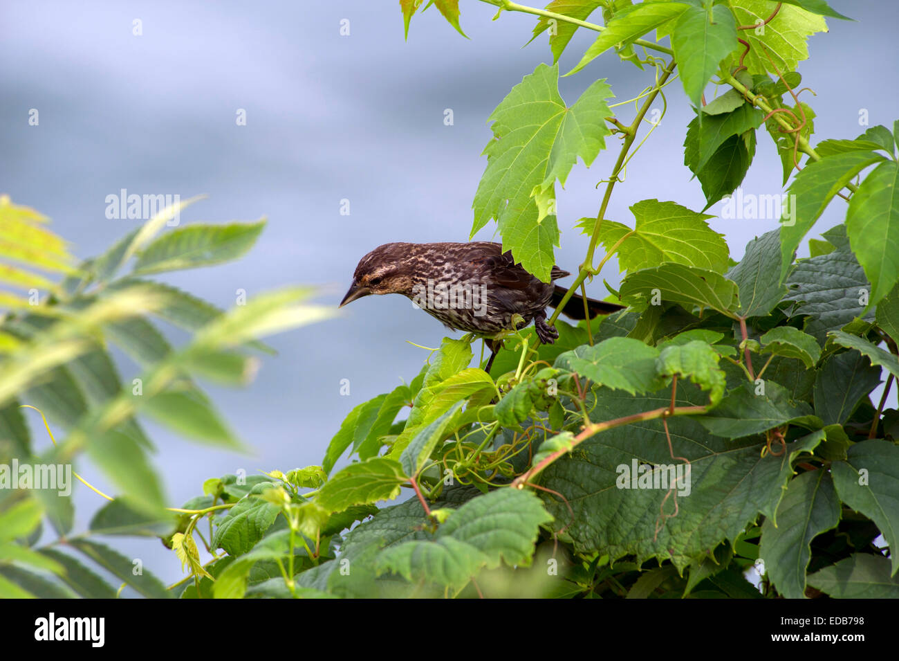 Starling canada hi-res stock photography and images - Alamy