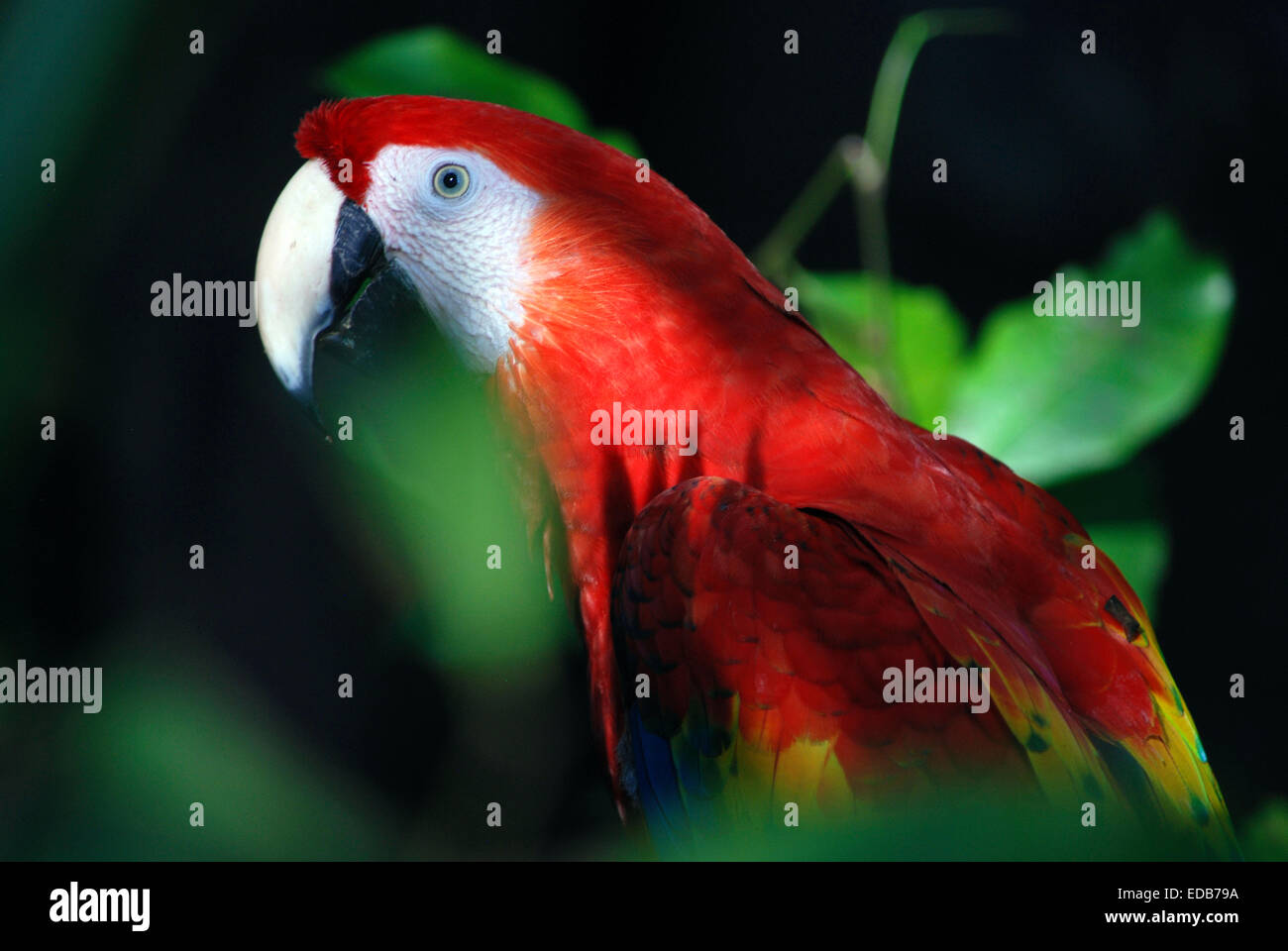 Macaw parrot (Ara macao) in Xaman-Ha birds reserve, Playa del Carmen ...