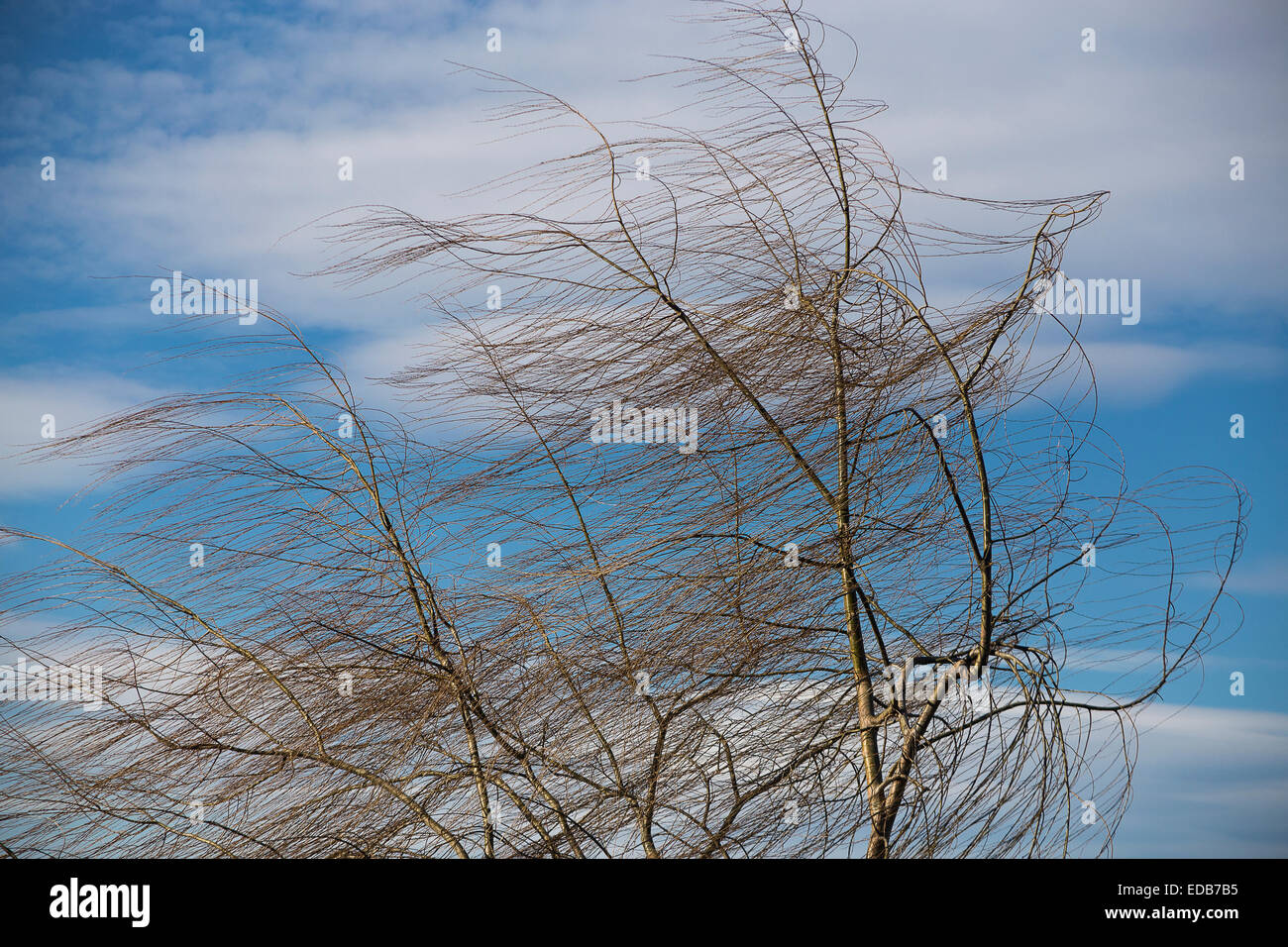 Weeping willow wind blowing hi-res stock photography and images - Alamy