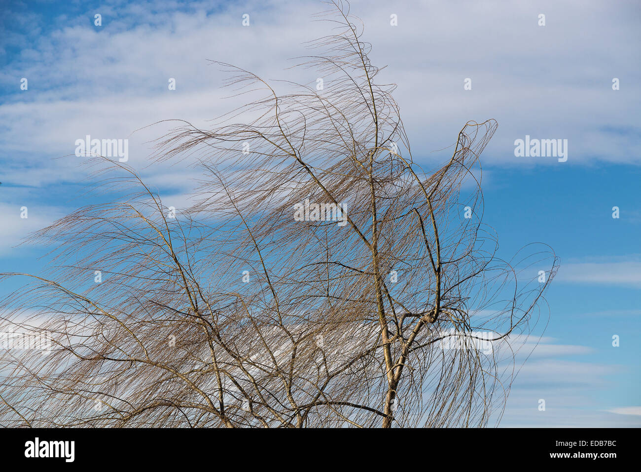 Branches of weeping willow tree in the wind Stock Photo - Alamy