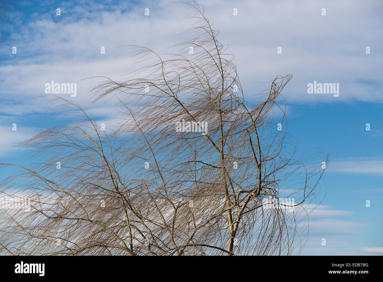Branches of weeping willow tree in the wind Stock Photo - Alamy
