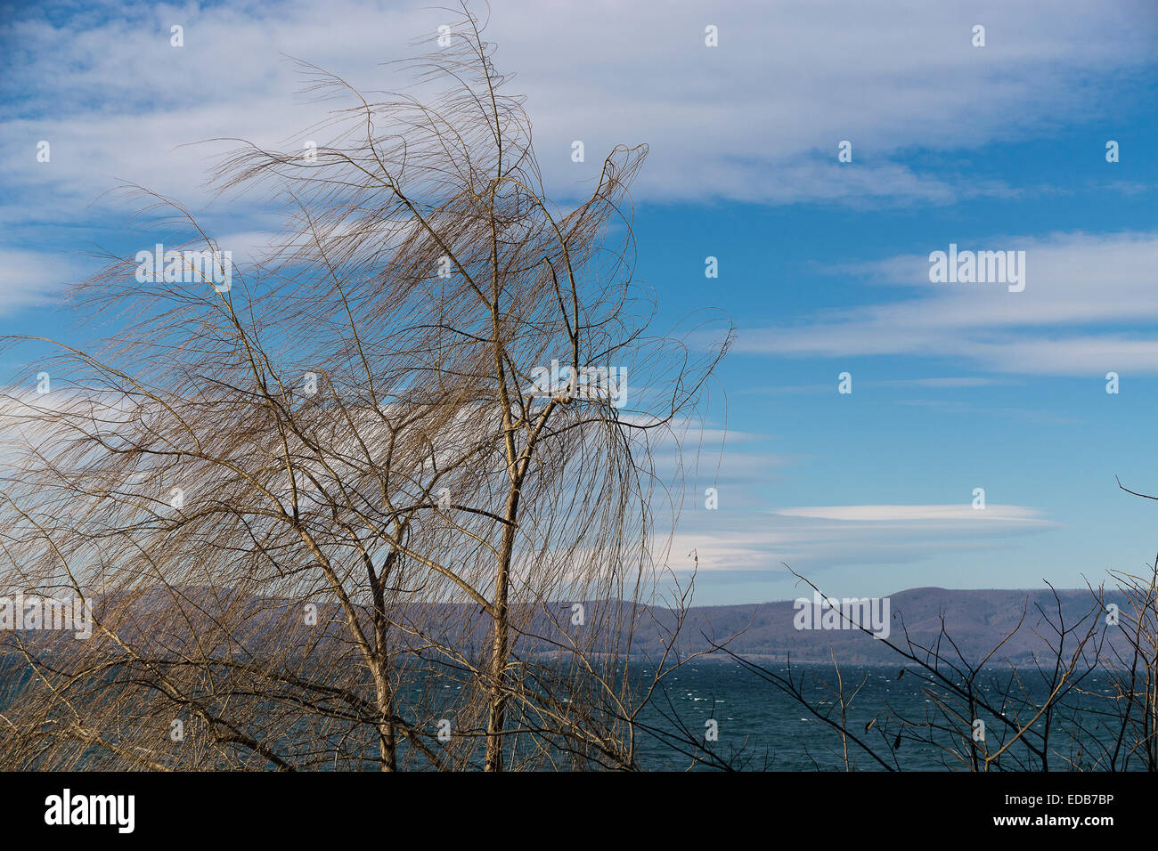 Windy willow trees hi-res stock photography and images - Alamy