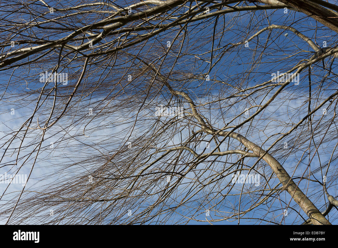 Branches of willow tree in the wind Stock Photo - Alamy