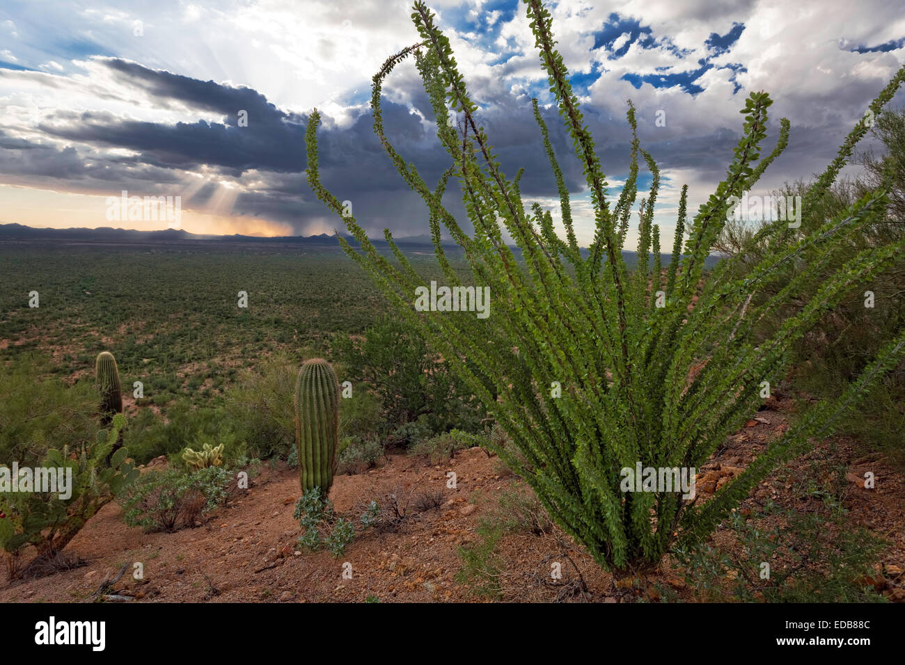 Tucson Monsoon Stock Photos & Tucson Monsoon Stock Images - Alamy