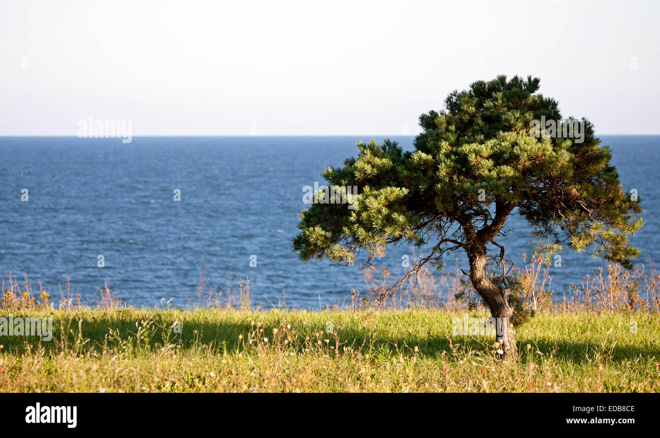 Lone Tree and Lake Erie Ontario Canada Stock Photo - Alamy