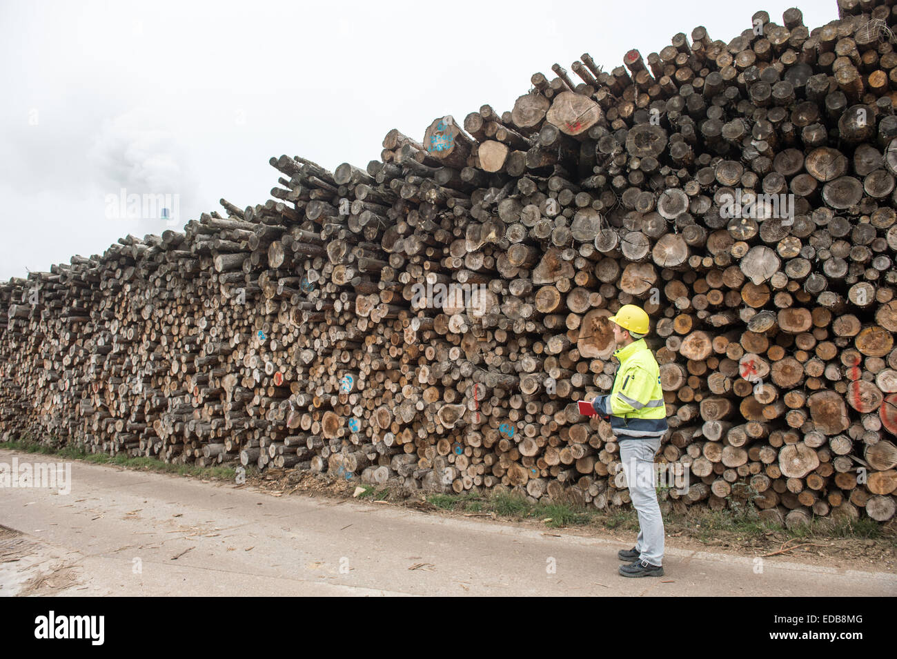 Wood is stored on the premises of wood processing company Pfleiderer in ...